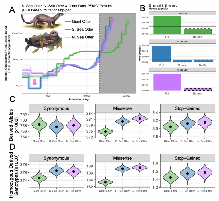 A deep dive into the sea otter and giant otter genomes – Annabel ...